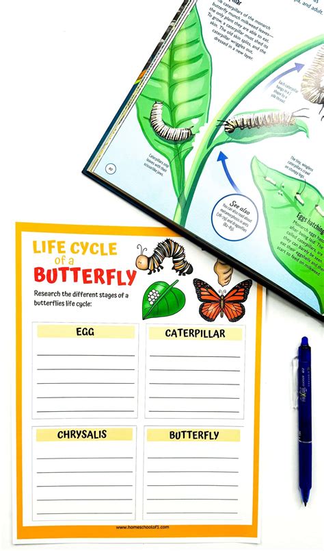 Butterfly Life Cycle Worksheet Preschool Our Butterfly Life Cycle ...