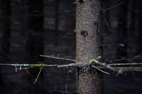 Image result for Rust On Fir Tree Trunk
