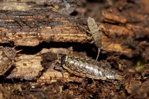 Image result for Springtail Size