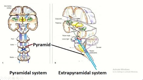 Image result for Le Systeme Extrapyramidal
