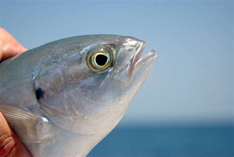 Image result for How to Catch Blue Runner Fish