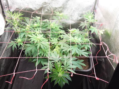 Image result for LED Scrog