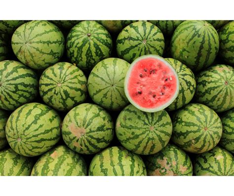 Image result for Exploding Watermelons Walmart