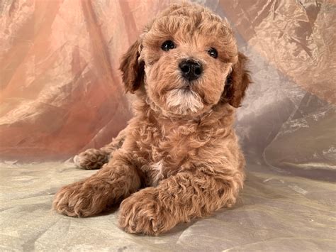 Image result for Breeders Cockapoo Dogs