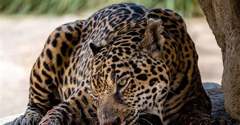 Leopard Eating Meat · Free Stock Photo