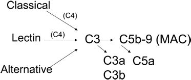 Image result for C4d Complement Cascade