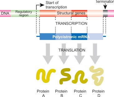 Image result for Operon Structure