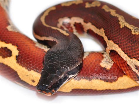 Image result for Baby Blood Python