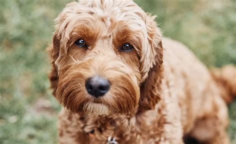 Image result for Cockapoo Tremours