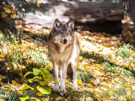 Image result for Zoo Animals Wolves