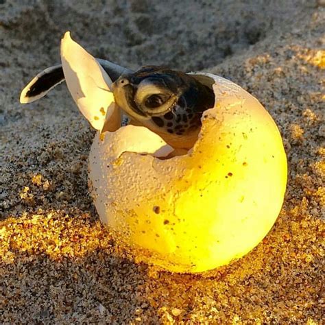 Image result for Turtle Hatching