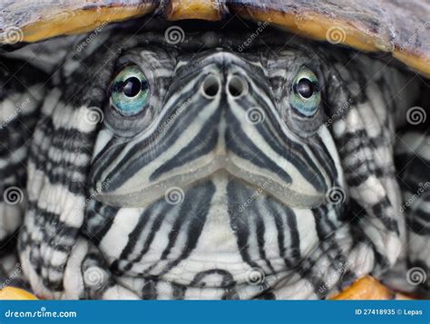 Image result for Red Eared Slider Turtle