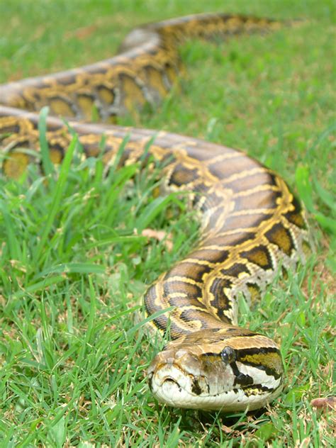 Image result for Burmese Python Wallpaper