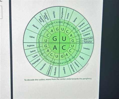 Image result for Amino Acid Codon Chart Tutorial