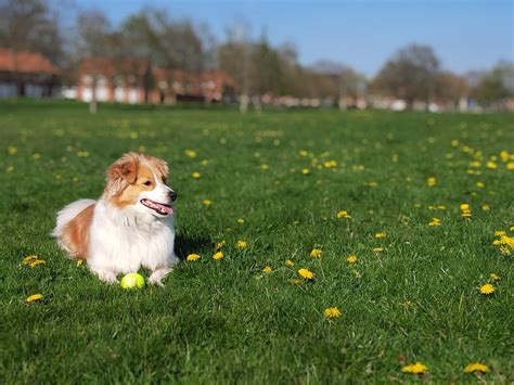 Image result for Sheltie Spring Pictures