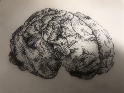 Labeled Brain Cross Section Sketch | Stable Diffusion Online - My Share