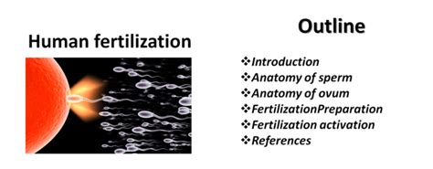 Image result for Human Fertilization Explained