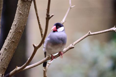 Image result for Java Sparrow Calls