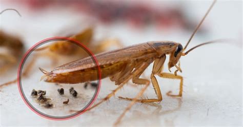 Image result for Cockroach Droppings