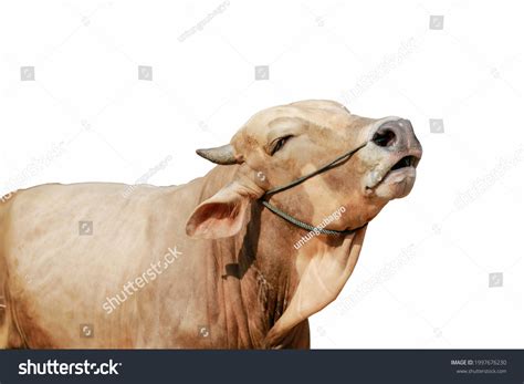 Image result for Sapi Cow