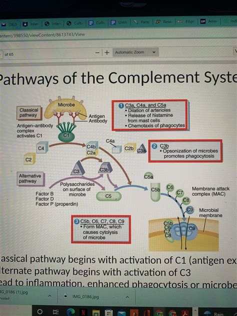 Image result for Complement System Online Map