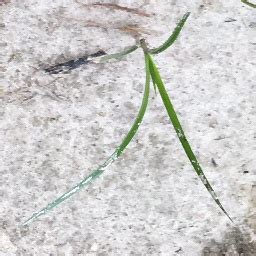 Image result for Weed Detection Using Python