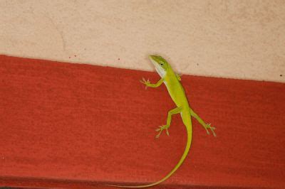 Professional Humane Lizard Removal Experts