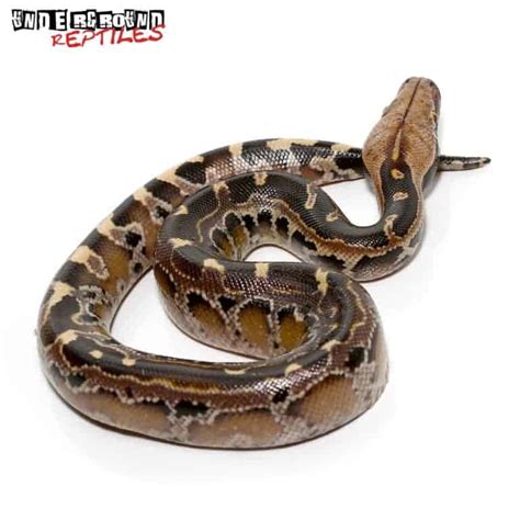 Image result for Baby Blood Python