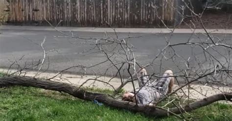 Image result for Tree Pull Fail