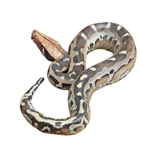 Image result for Baby Blood Python