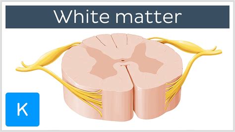 Image result for Extrapyramidal Types