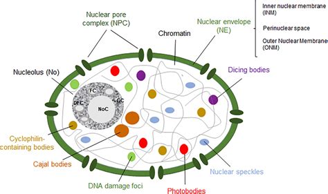 Image result for Nuclear Envelope Structure and Function