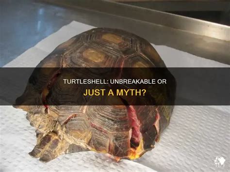 Image result for Break the Turtle Shell