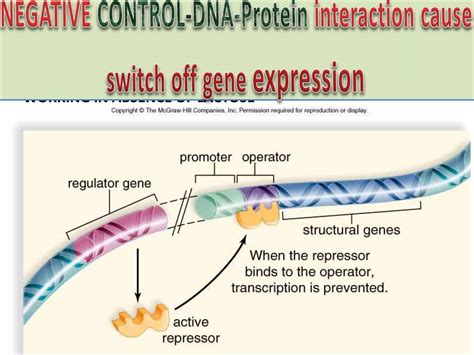 Image result for Operon Theory