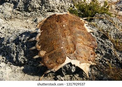 Image result for How to Clean a Dead Turtle Shell Out