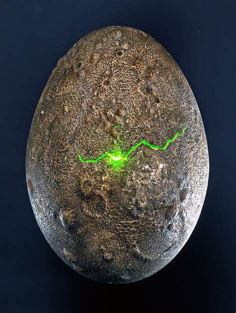 Image result for Alien Predator Egg