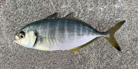 Image result for How to Catch Blue Runner Fish