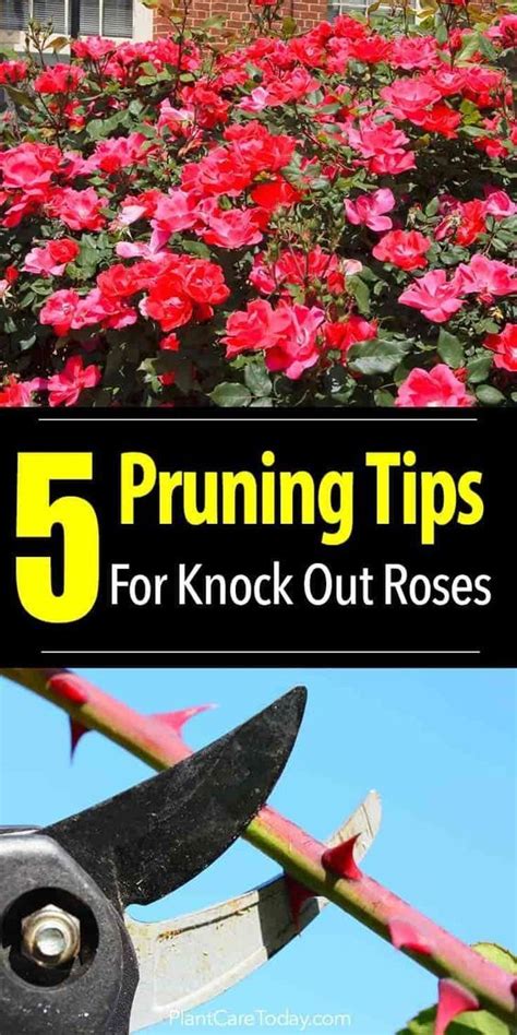 Image result for How to Prune Knockout Roses in Spring