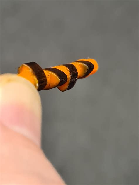 Image result for VW Engine Scale Model