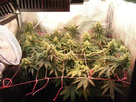 Image result for LED Scrog