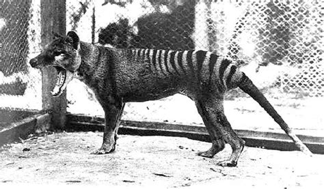 Scientists try to 'de-extinct' Australia's Tasmanian tiger - The ...