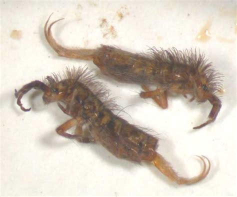 Image result for Springtail Size
