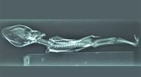 Image result for Alien Head Found