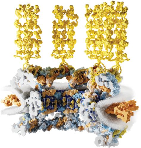 Image result for Nuclear Pore Complex Function