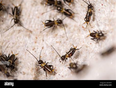 Image result for Breeding Crickets Setup