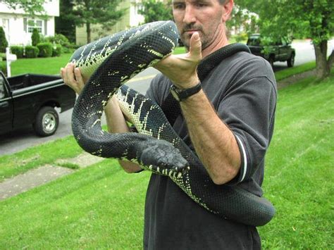 Image result for Boelen's Python