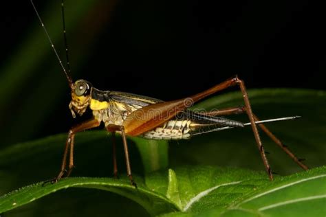 Image result for Cricket Side View Insect