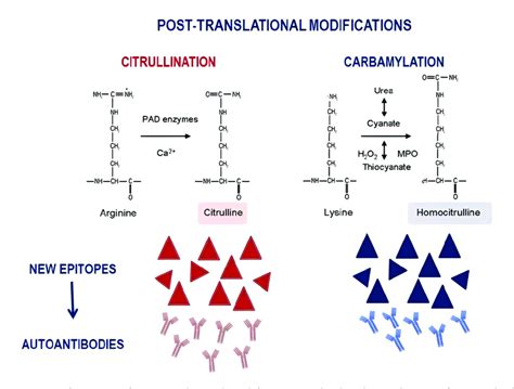 Image result for Post-translational Modification Examples