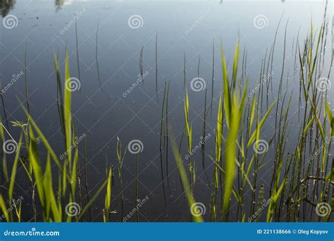 Image result for Swamp Grass Texture Minecraft