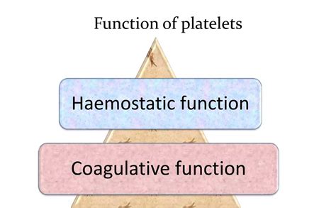 Image result for Normal Haemostasis